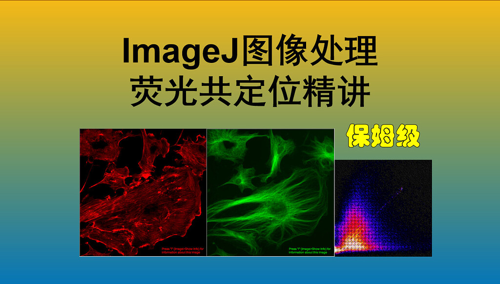 『超实用』ImageJ图像处理 - 荧光共定位分析Colocolization_finder - 实用技巧 - 思语视觉BBS
