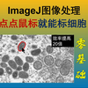 『零基础』ImageJ图像处理 - AI图像标记神器SAMJ - 初学者教程 - 思语视觉BBS